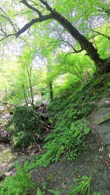 Свирское ущелье. Лазаревское. Сочи. Август 2025. INSTA360 X5. Ч28.