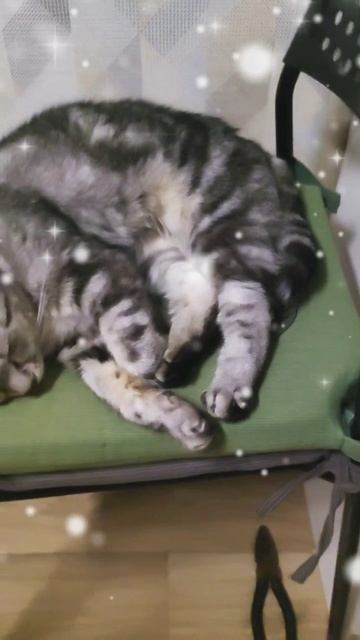 Котенка спит