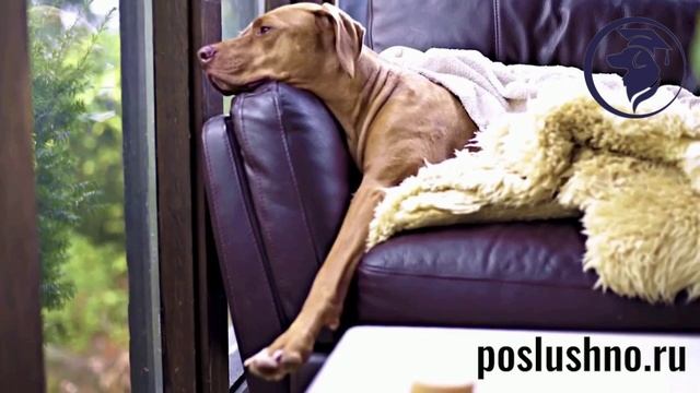 ЗООГОСТИНИЦА. ПЕРЕДЕРЖКА КИНОЛОГОМ. ИГОРЬ АЛТАЙСКИЙ