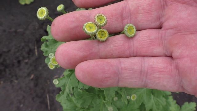 Некоторые цветы, декоративные и лекарственные растения.