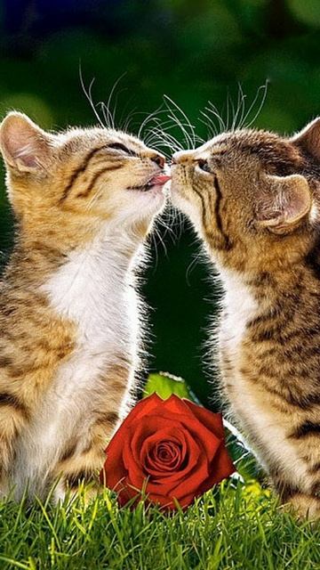 Любовь - сила