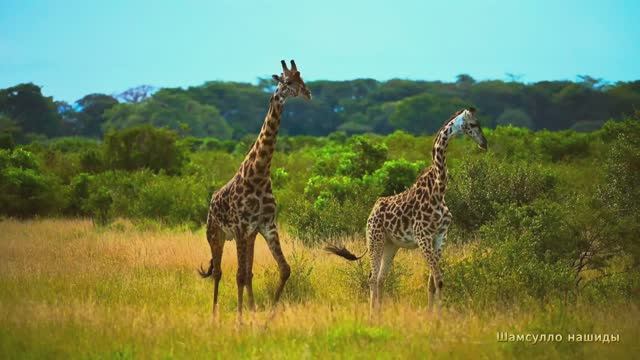 #Коран#алИмран#СамыеКрасивыеМеста#Relaxation##Islam#Quran#alimran'#Minshawiy #4кВидео#10часть#