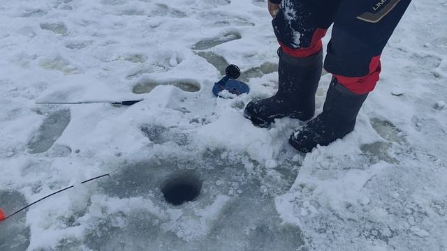 Светлые Горы Форель4 05.01.2026г.