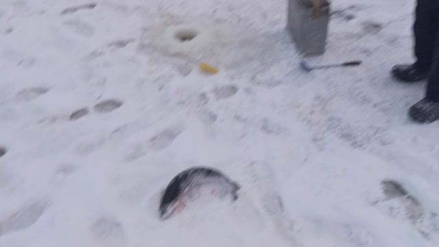 Светлые Горы Форель6 05.01.2026г.