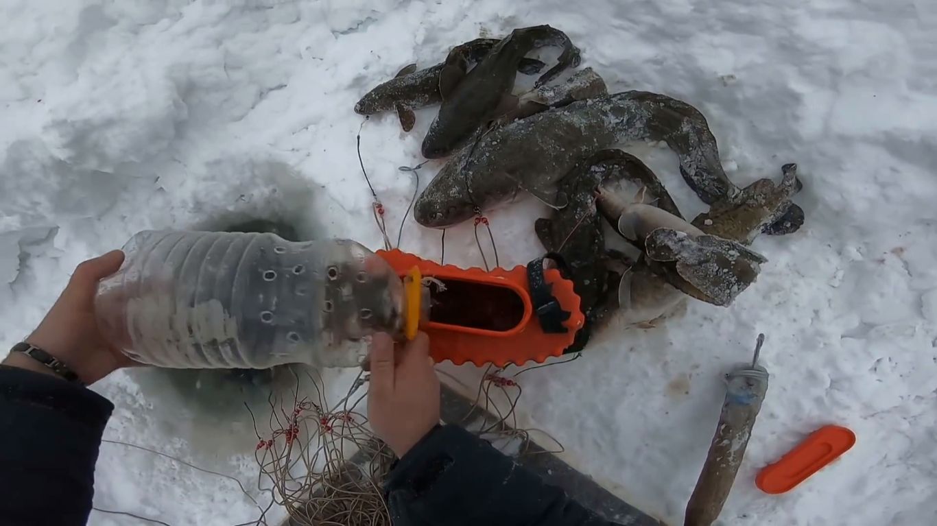 Река Енисей. Ловля налима на перемёт.