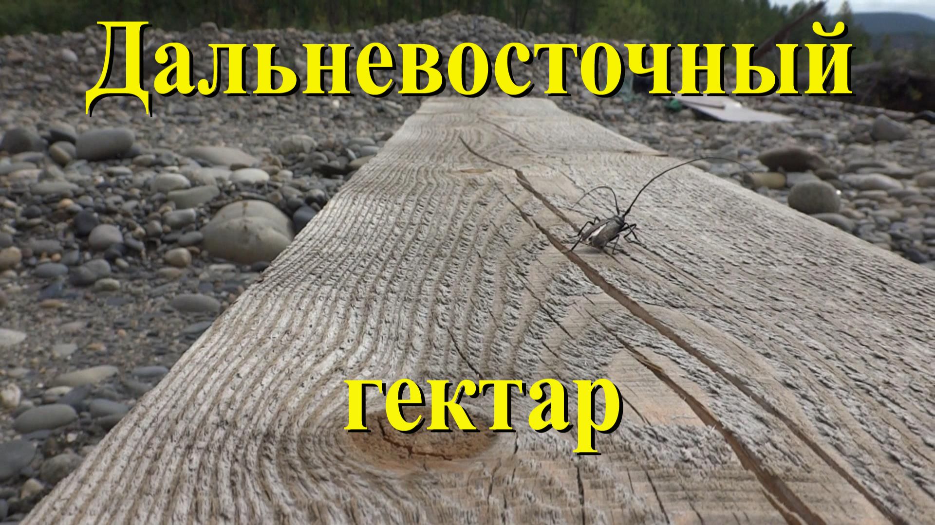 Дальневосточный гектар