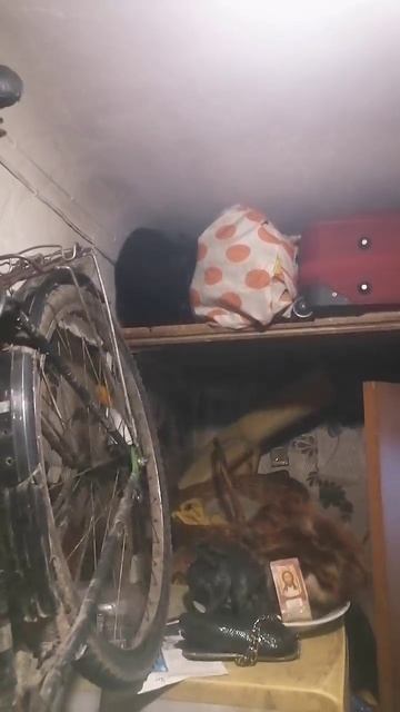 КОТ КУЗЯ НА АНТРЕСОЛЯХ video_2026-01-05