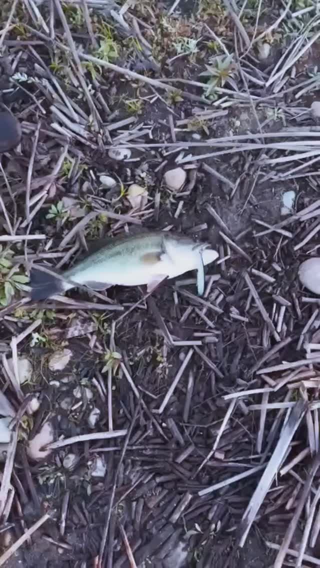 Рыба 🐡 ушлая 🐟.