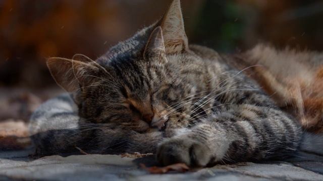 Как кошки адаптируются к климату