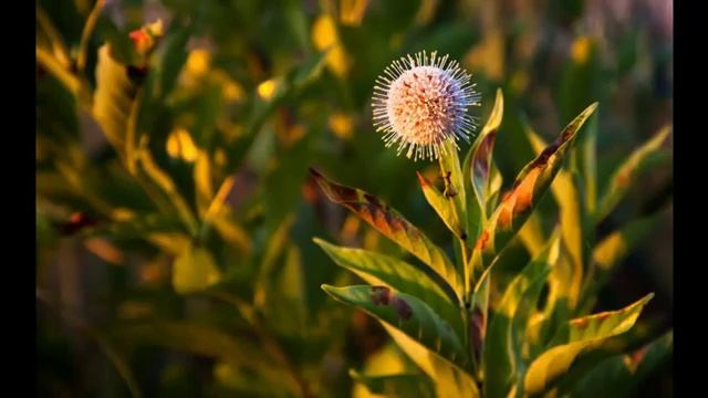 Матрица Здоровья и успеха. медитация. Альберт Игнатенко