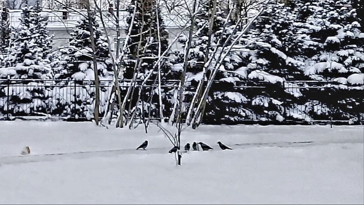 Вороны хозяйничают...