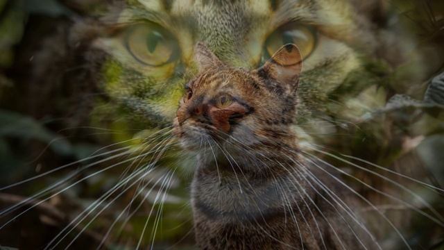 Как кошки чувствуют ветер