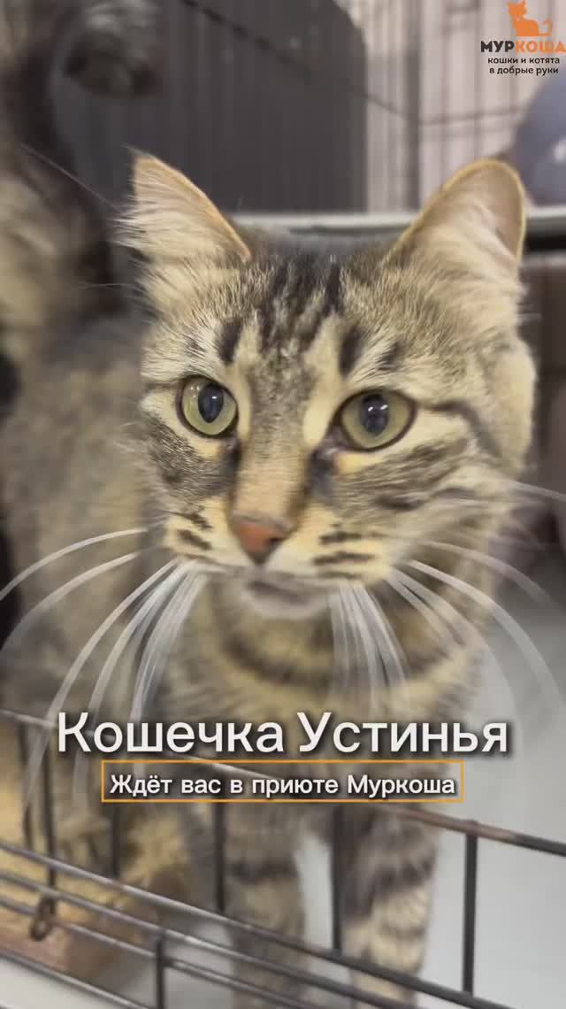 Устинья ждёт вас в приюте #Муркоша