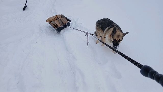 Пёс Вук помогает по хозяйству в казачьем курении.