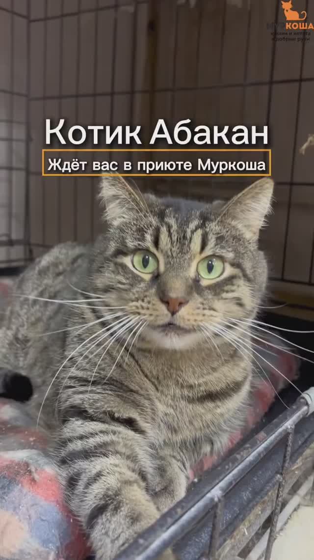 Абакан ждёт вас в приюте #Муркоша