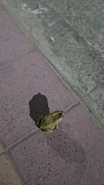 Тайская Царевна-лягушка