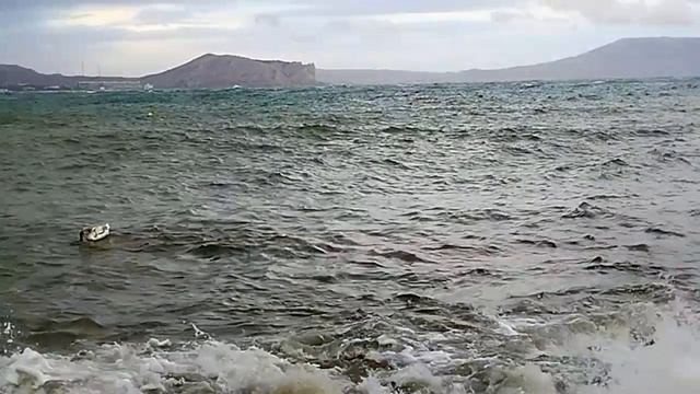 Одинокий лебедь на волнах стихийного моря. Январь 2026. Крым. Новый Свет.