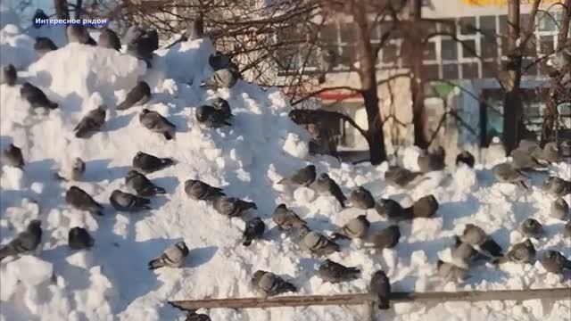 Голуби на снегу