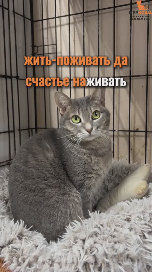 Шпилька ждёт вас в приюте #Муркоша