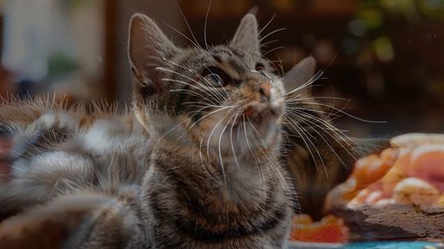 Как кошки привлекают внимание