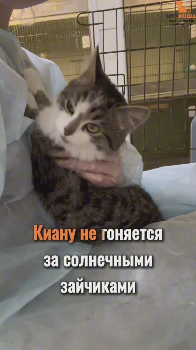 Киану ждёт вас в приюте #Муркоша