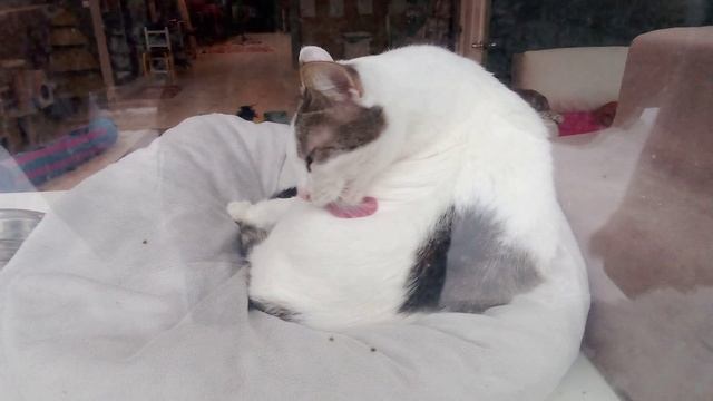 Миленькие кошечки играют с моей мамой. Очень интересные и милые животные на свете.