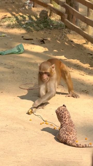 Страшно, но банан сам себя не съест