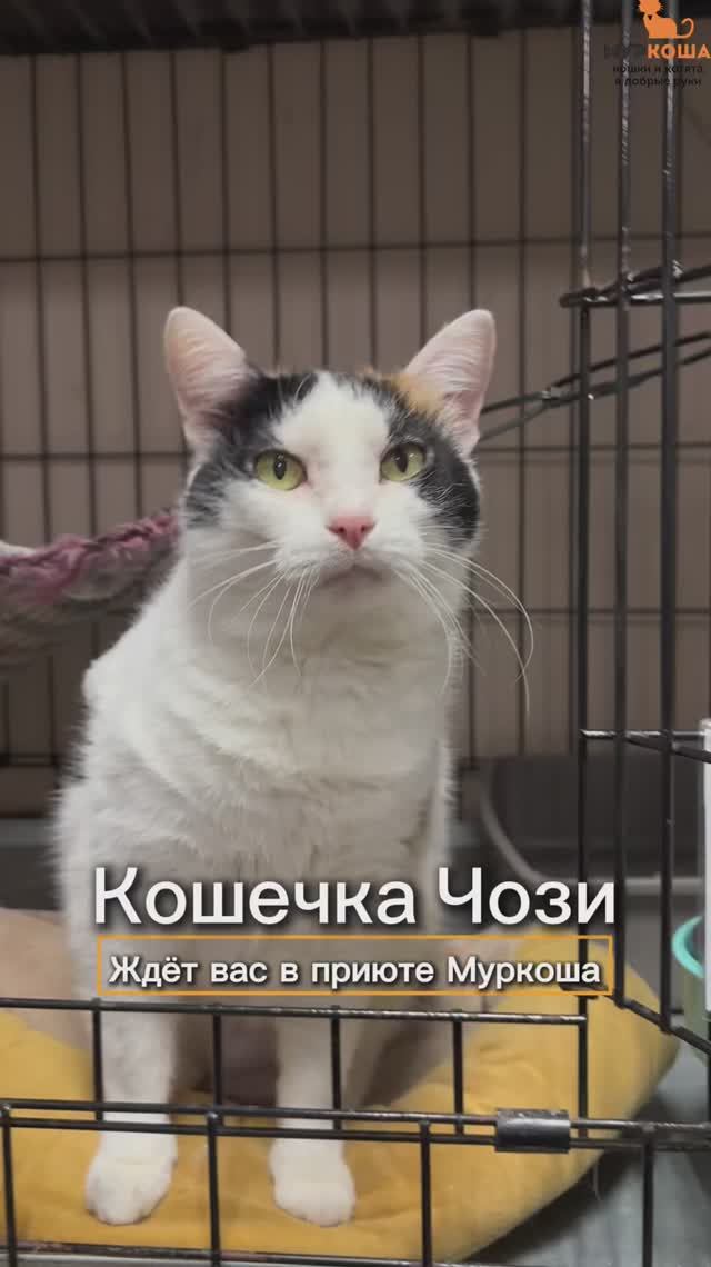 Чози ждёт вас в приюте #Муркоша
