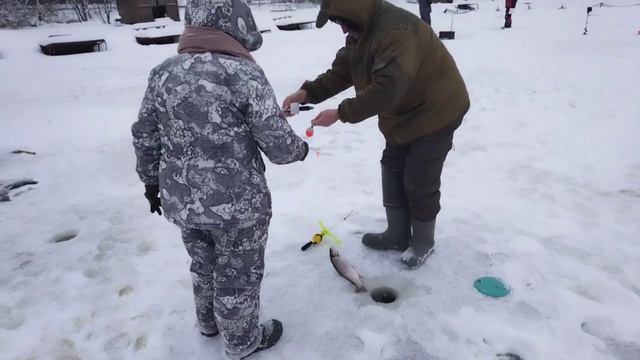 Светлые Горы Форель10 05.01.2026г.