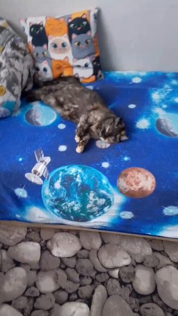 Пока сын отдыхает у бабушки, кошка ловит момент, лежит отдыхает на его кровати