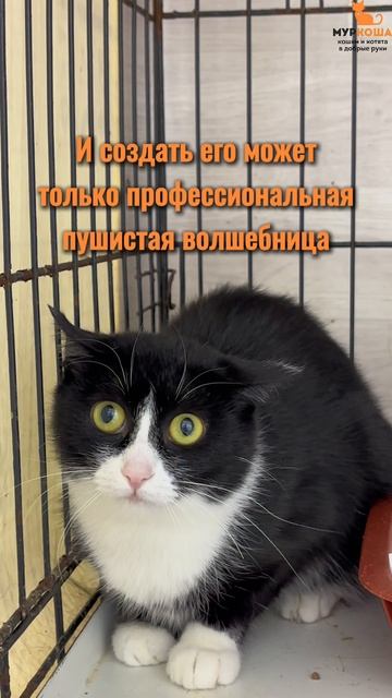 Милати ждёт вас в приюте #Муркоша