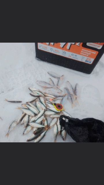 Порыбачил на мормышку с мотылем🎣 Прикормка Стерля (Ваниль+кормовой мотыль). Сработала одна лунка.