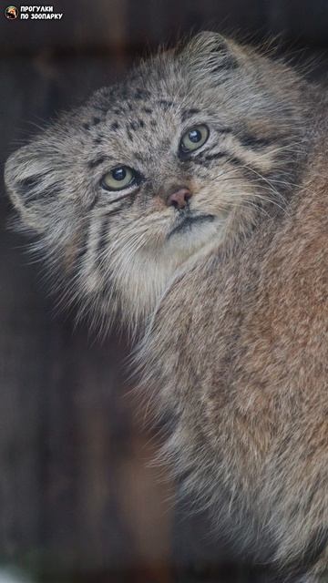 Манул Намика - очень наблюдательная кошечка. Ленинградский зоопарк