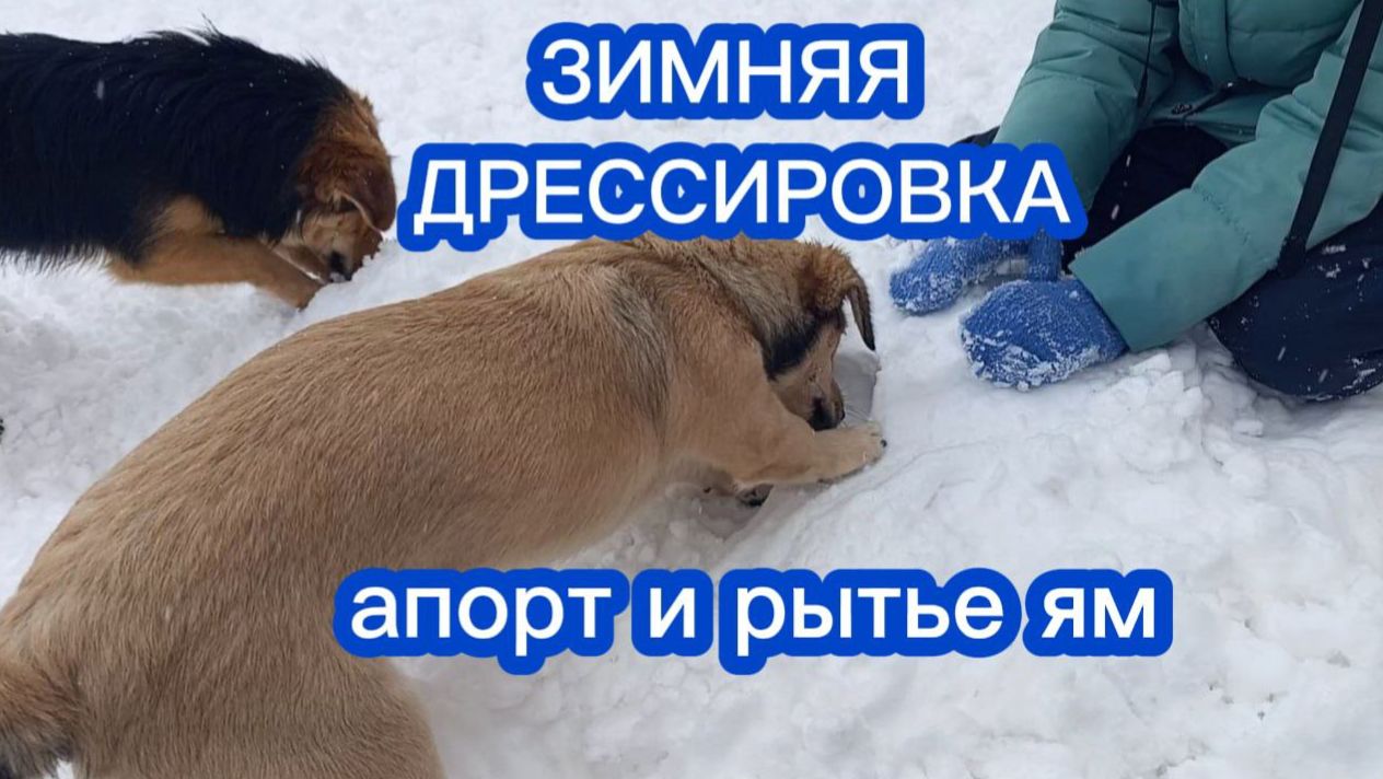 Щенки Аза и Лола на прогулке. Собачьи разборки и дрессировка