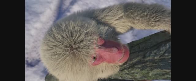 Полярная команда "Arctic Dogs"