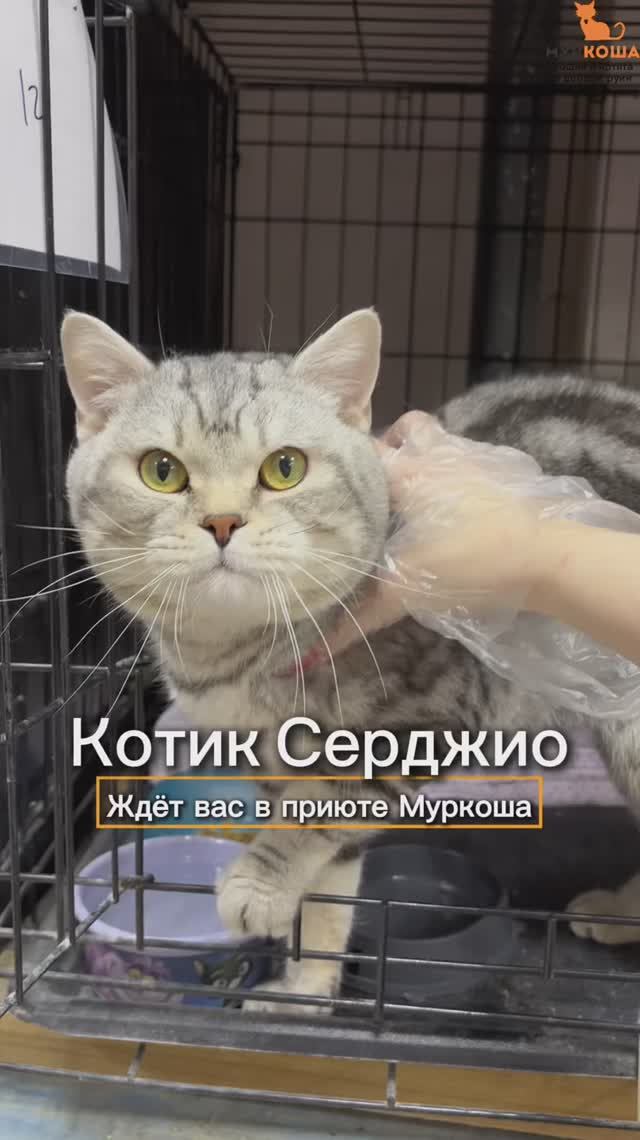 Серджио ждёт вас в приюте #Муркоша