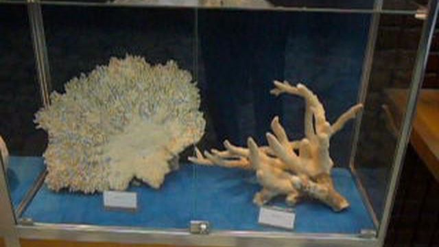 Фото картин с 3 конференции по Атлантиде 2008 г Москва P1010625