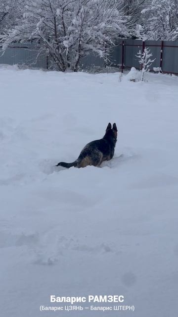 Баларис РАМЗЕС,  6 месяцев, новый год 2026