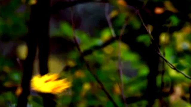 Афины.Мелодии осени