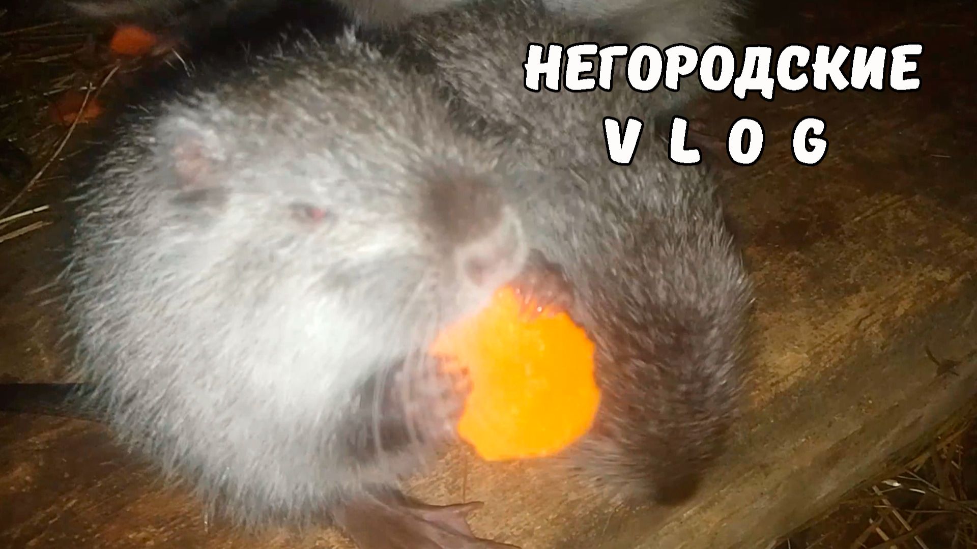 НУТРИИ едят морковку. 25.12.25