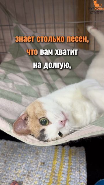 Нефертари ждёт вас в приюте #Муркоша