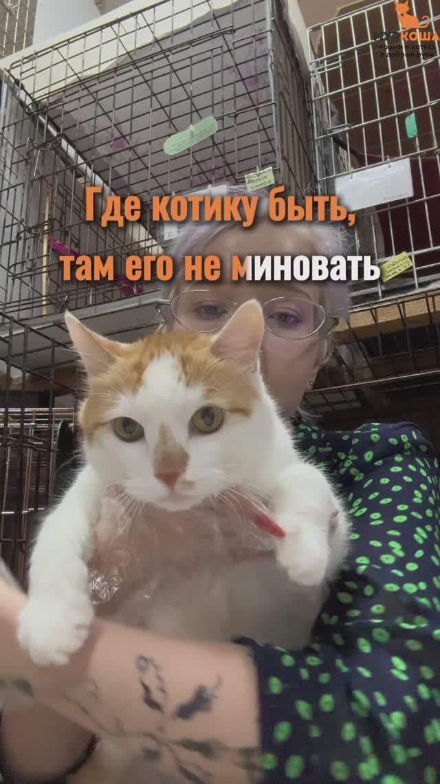 Вайбер ждёт вас в приюте #Муркоша