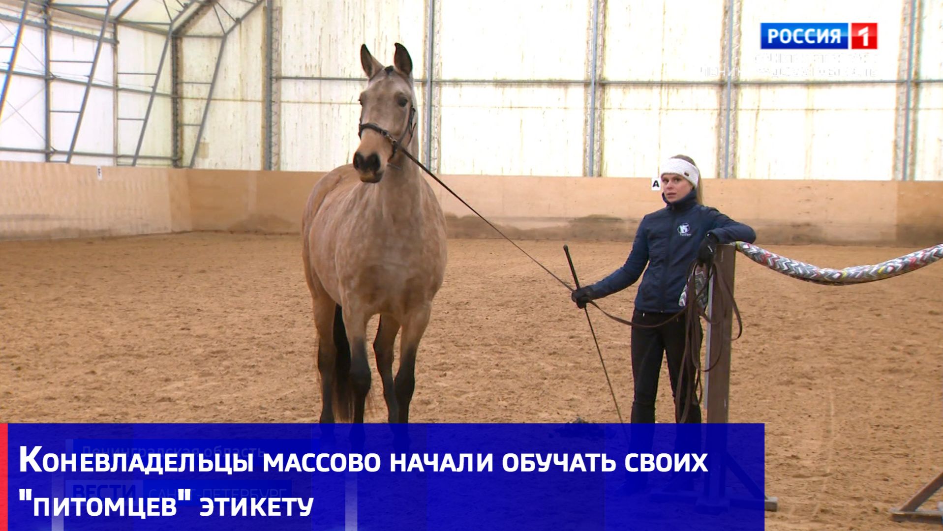 Коневладельцы массово начали обучать своих "питомцев" этикету