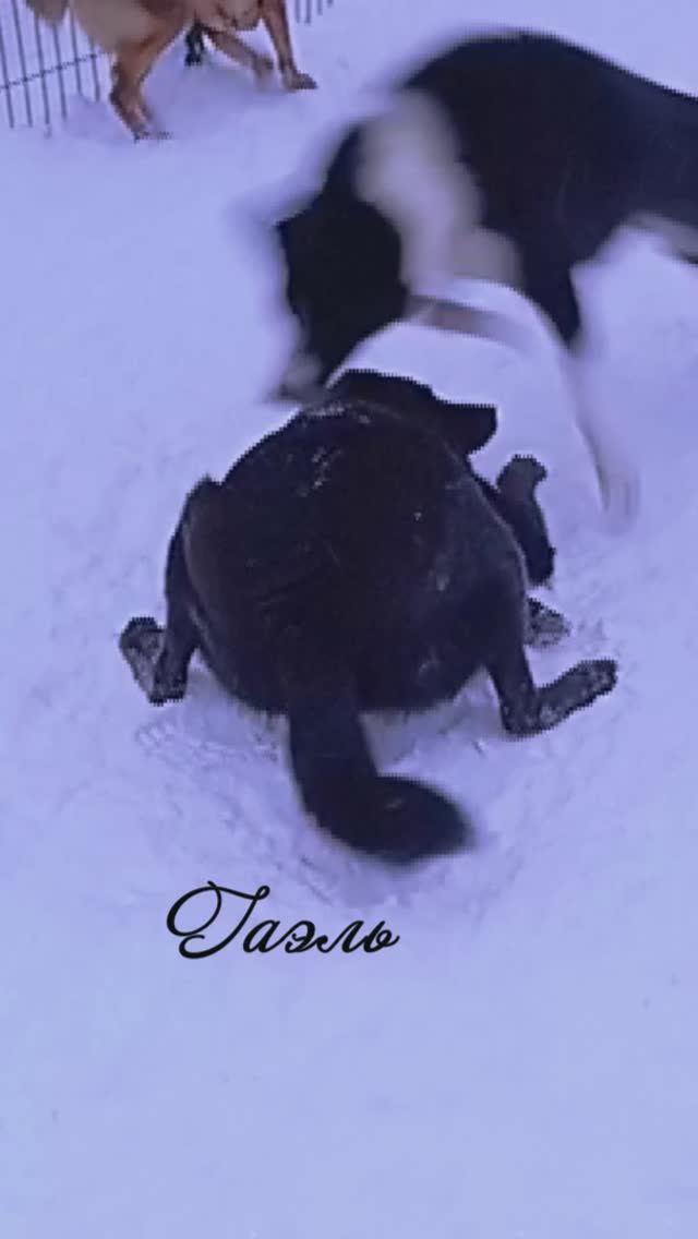 "Прыжки через Гаэля" ❥ Приют в Малинках #приютдляживотных #собаки