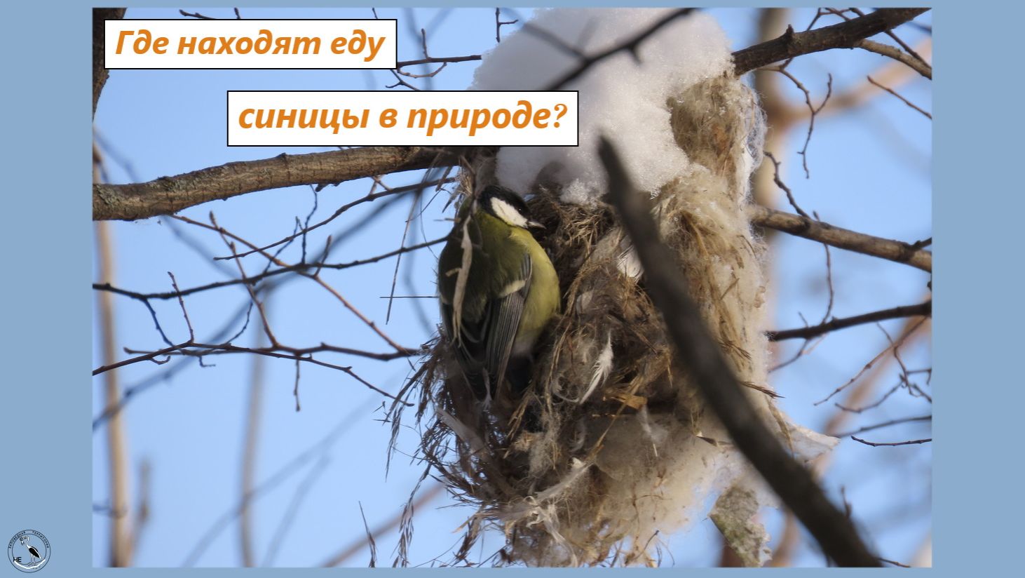 Где находят еду зимой синицы в природе? Насекомых в гнезде иволги, к примеру