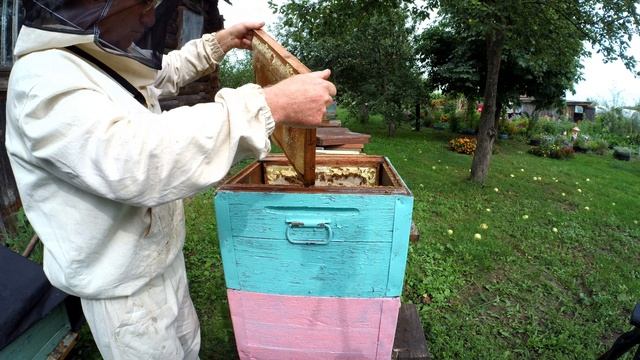 Развитие слабого отводка с весны до осени Фильм 6