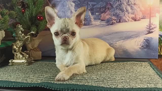 С Наступающим Рождеством Христовым! 06/01/26 Мира и Добра всем!