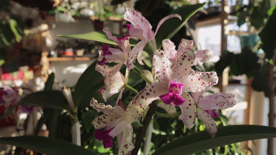 Cattleya amethystoglossa