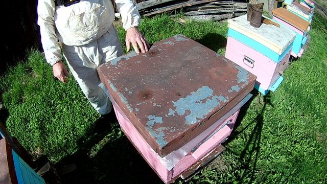 Развитие слабого отводка с весны до осени Фильм 2