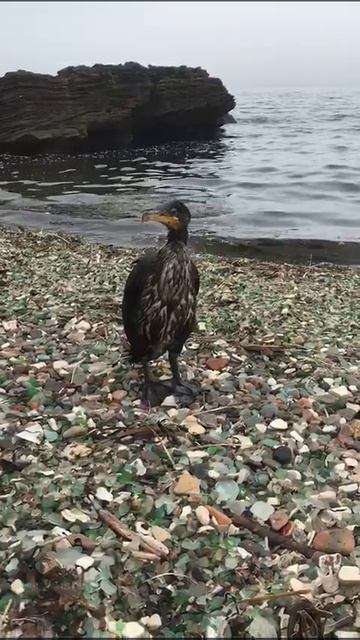 Морская птица